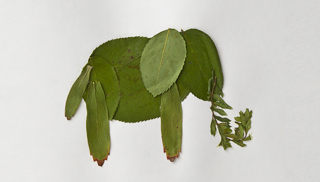 Leafy Animal Craft San Diego Zoo Wildlife Explorers