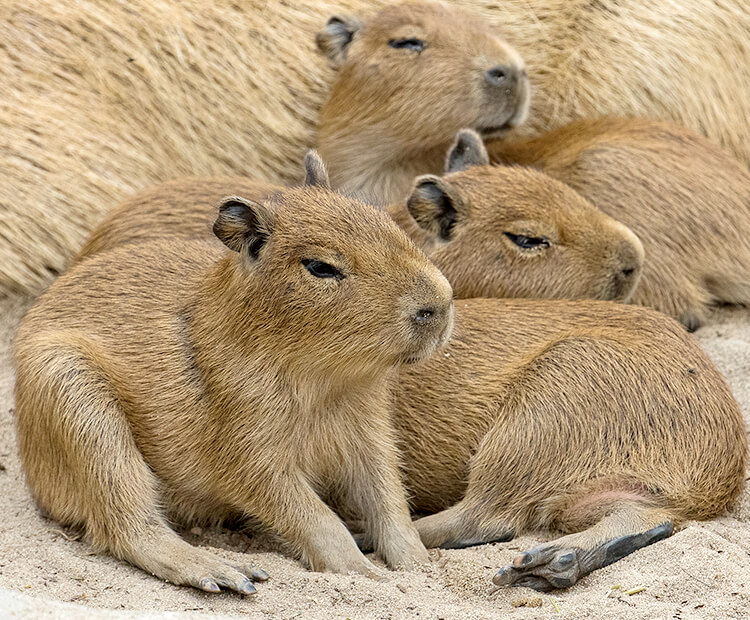 Capybara Baby 218A Capybara Baby 218A
